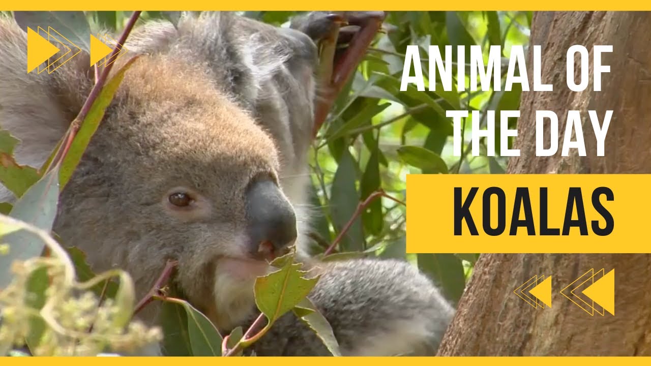 Koalas -- Animal of the Day | Educational Animal Videos for Kids ...