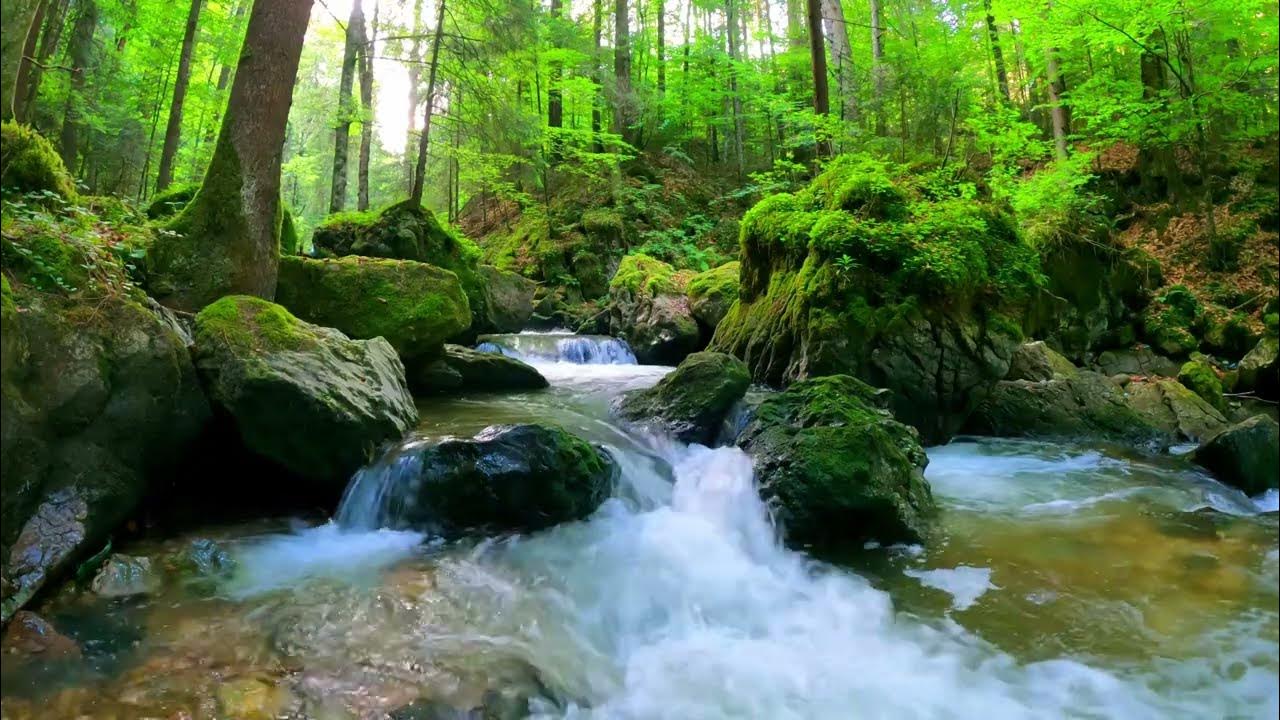 4K Peaceful Babbling Brook in the Woods | Sounds of Nature | Babbling Brook | ASMR | Relaxing ...
