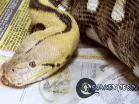 Snake Bytes TV - Eat My Butt - YouTube