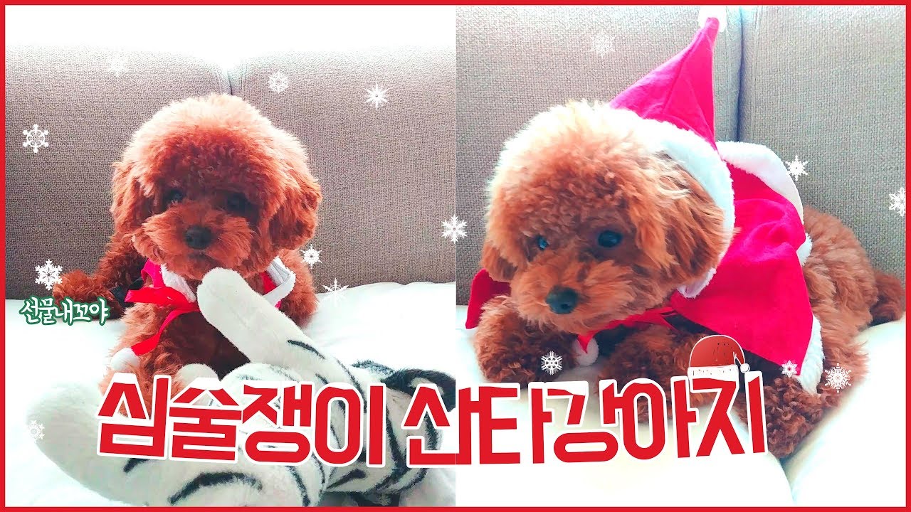 심술쟁이 산타할아버지로 변신한 강아지 Puppy turns into Grumpy Santa Claus - YouTube