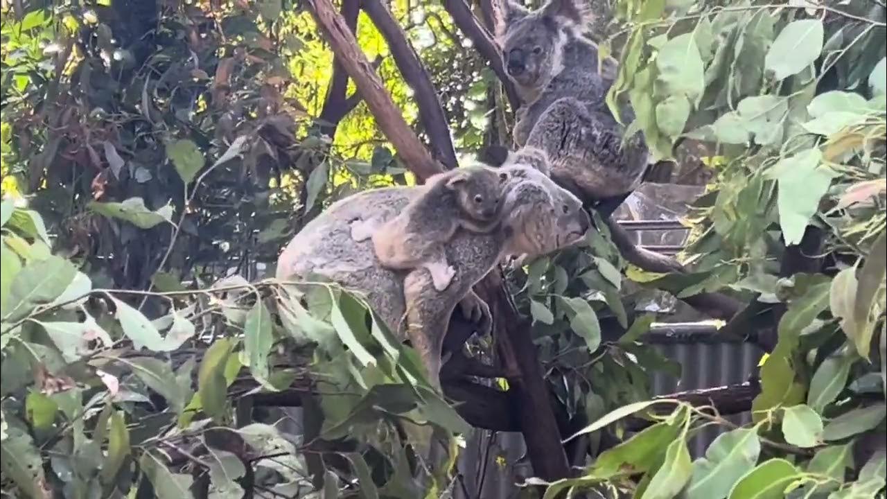 Koala Joey riding on mums back - YouTube