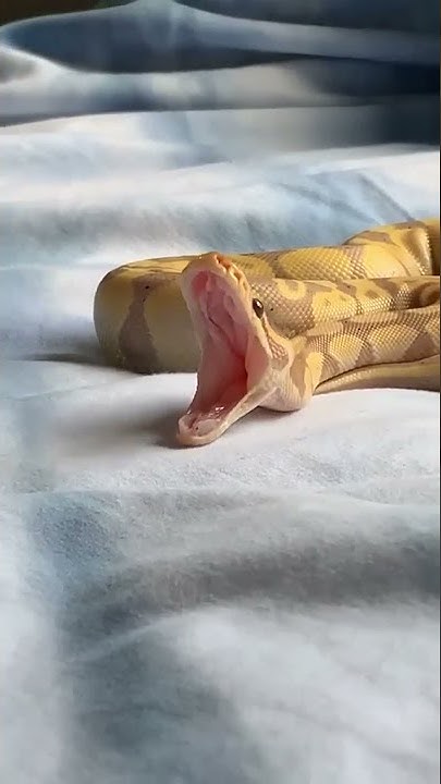 yellow ball python baby 🐭🪱 #cute baby python #animal planet #discover ...