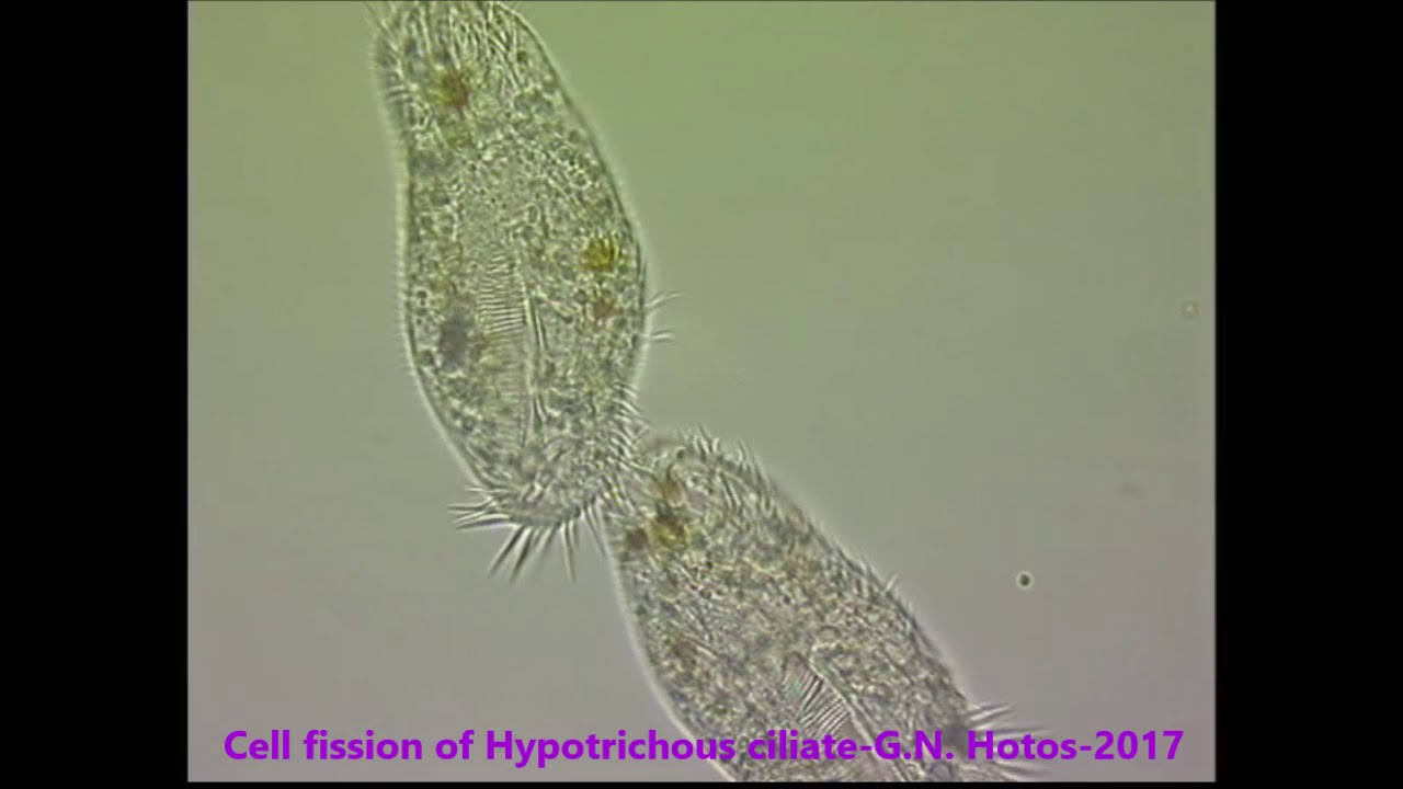 Hypotrichid ciliate cell division-Hypersalinity-Dr G, HOTOS Lab, Greece ...