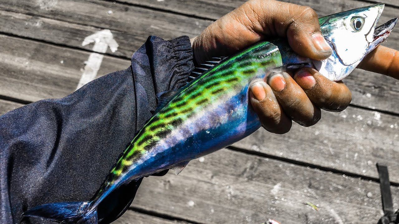 BONIES Are Running! | Bonito Fishing 2020 - YouTube