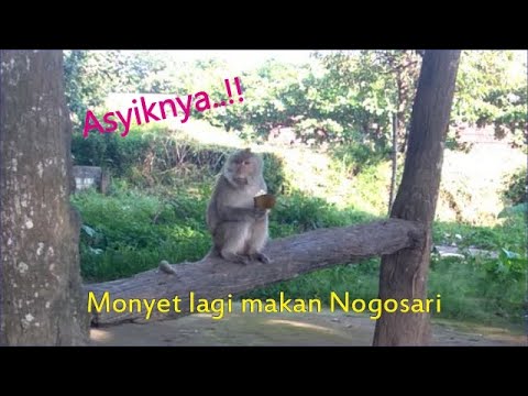 MONYET LIAR MAKAN NOGOSARI, ASYIK BANGET..!