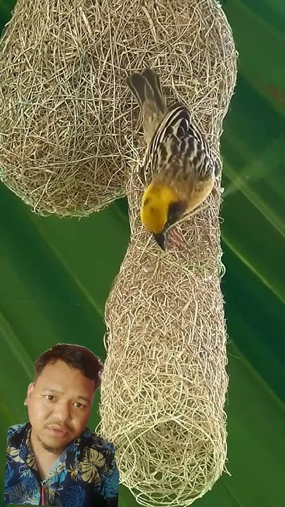 birds lover - YouTube