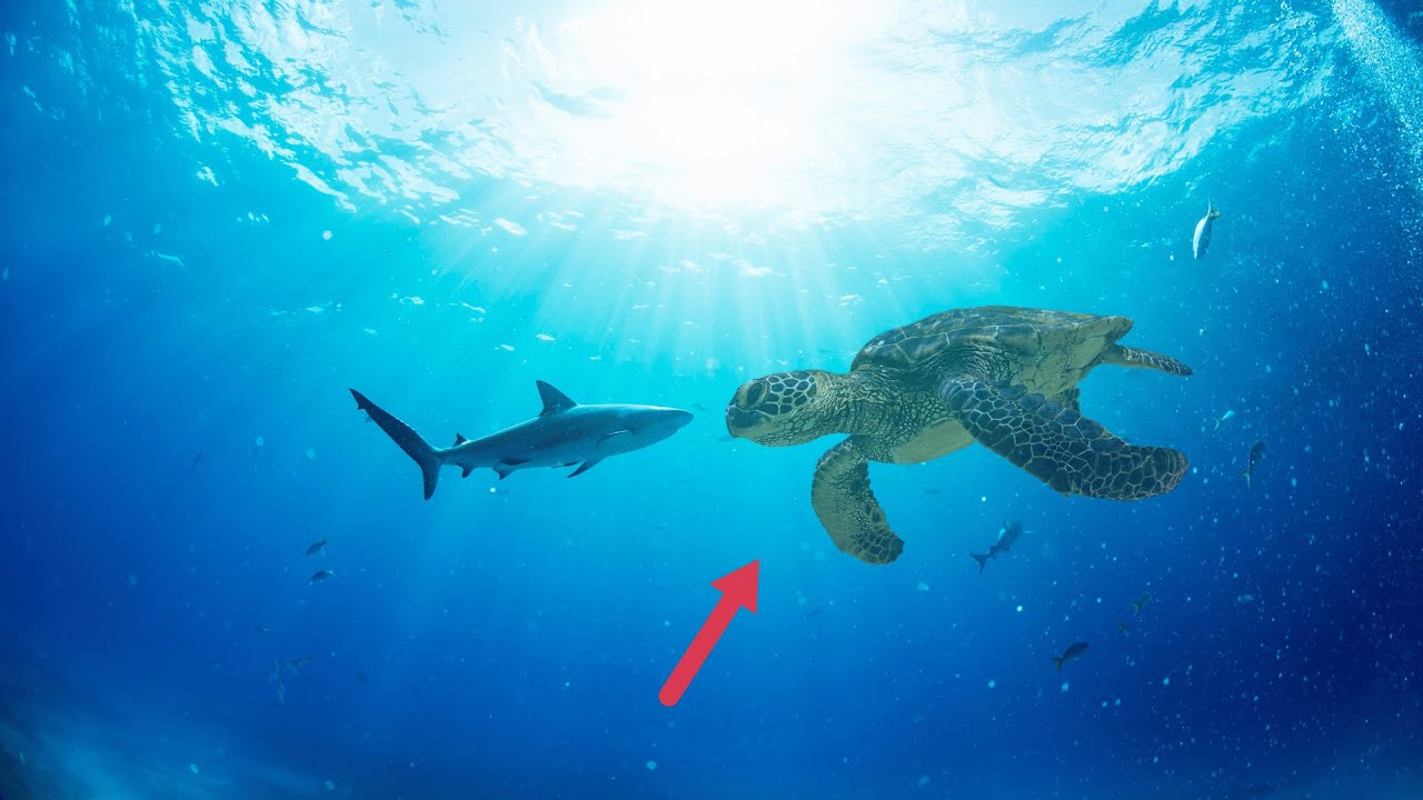 The Turtle That Kills Alligators Attacks Sharks and Even Anaconda Can't ...