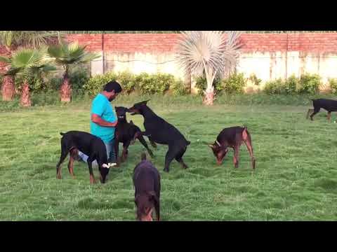 Gang of dobermans at gurjarias doberman