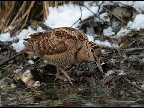 NEW 2016 TRAKYA ÇULLUK AVI Caccia alla beccaccia (woodcook, becada) hunting setter