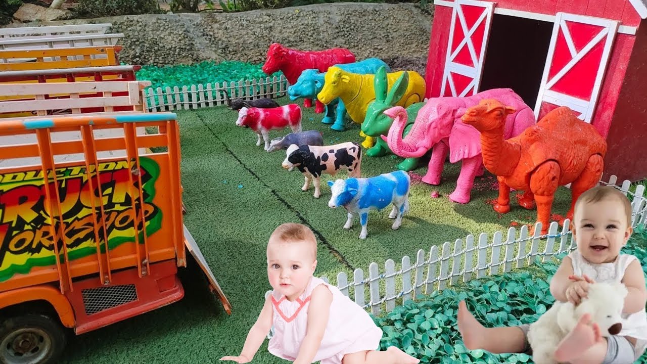 WADIDAU‼️PROSES PERAS SUSU SAPI - YouTube