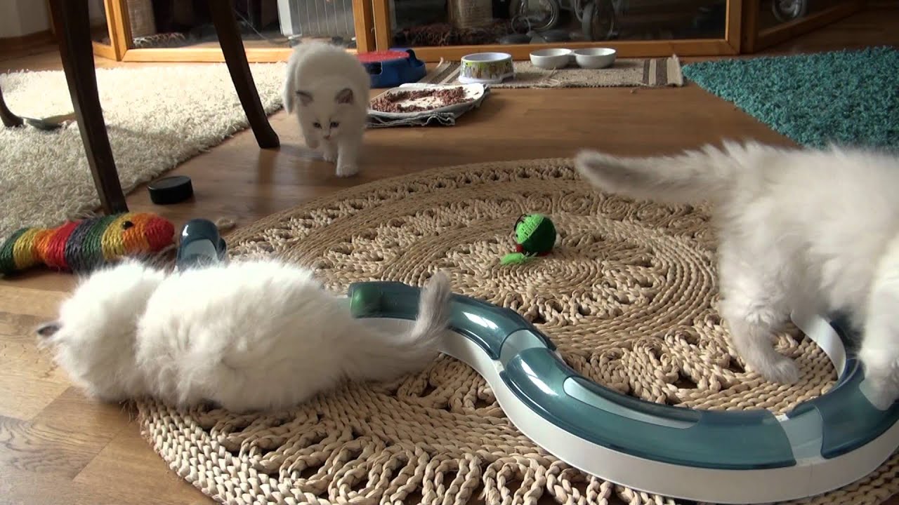 Ragdoll kittens - lilac and chocolate colourpoint.... - YouTube