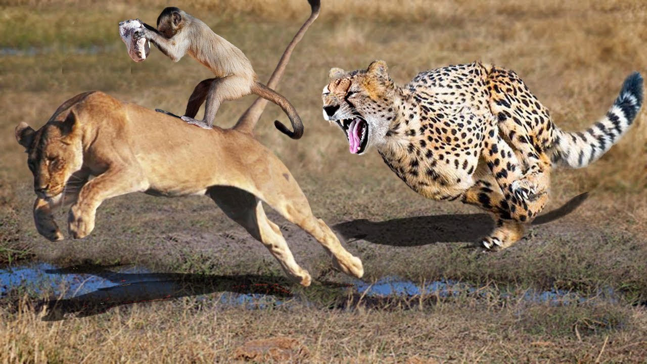 Leopard Of The God! Leopard Rescue and Take Care Baby Monkey From Lion ...