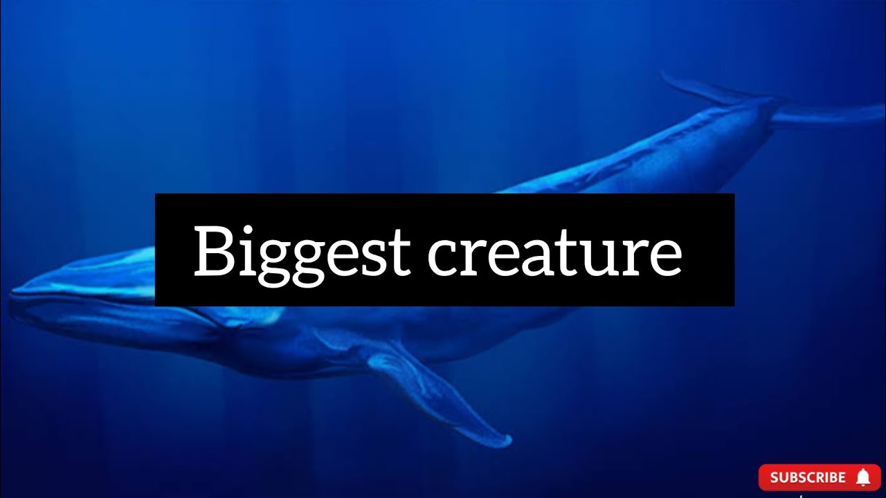 Blue Whales Biggest creature in the world - YouTube