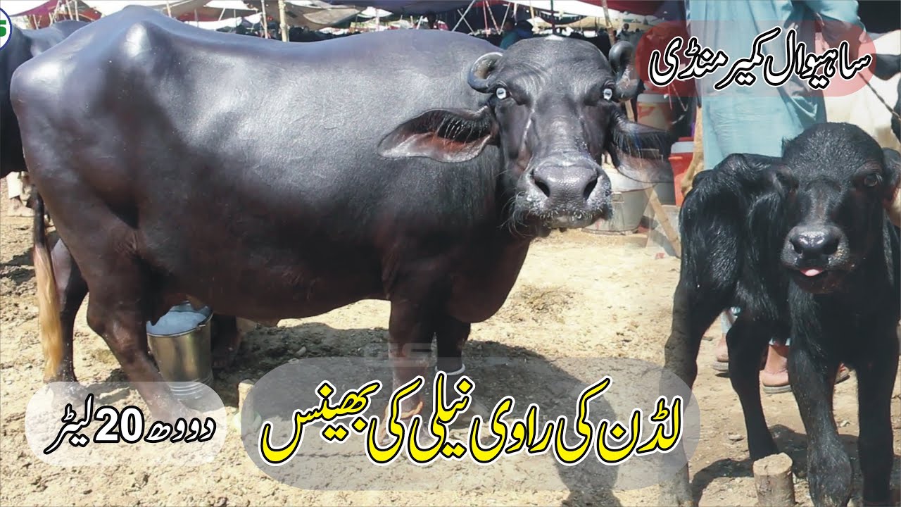 Watch Nili Ravi Bhains at Sahiwal | Buffalo farming Pakistanl Ek Such l ...