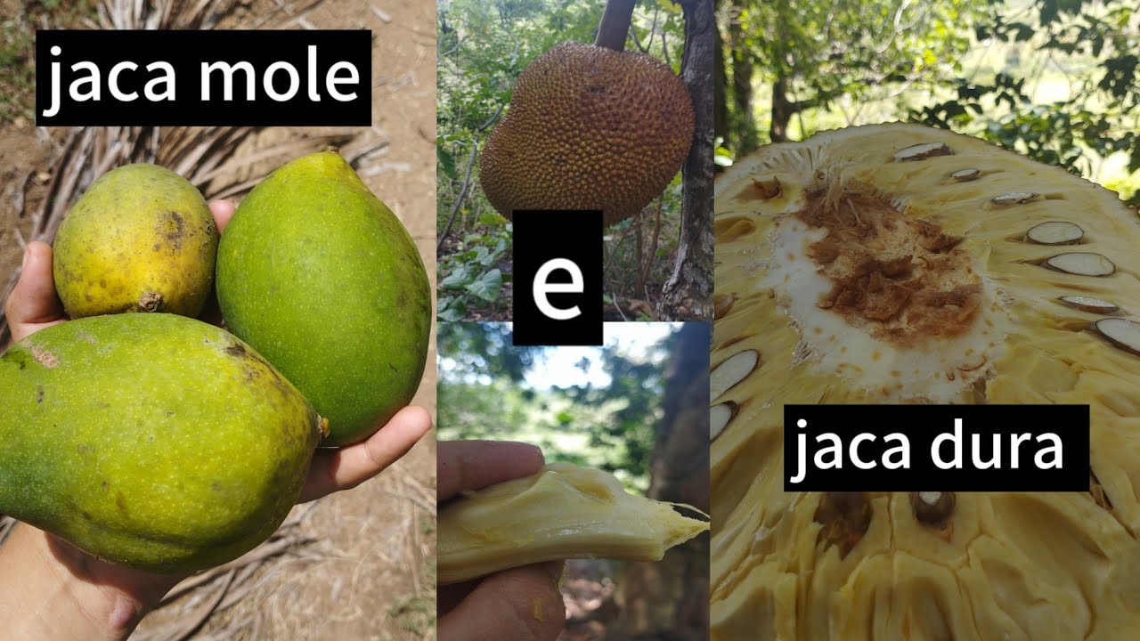 Achei uma jaca dura e uma jaca da mole, todas duas bem madura. - YouTube