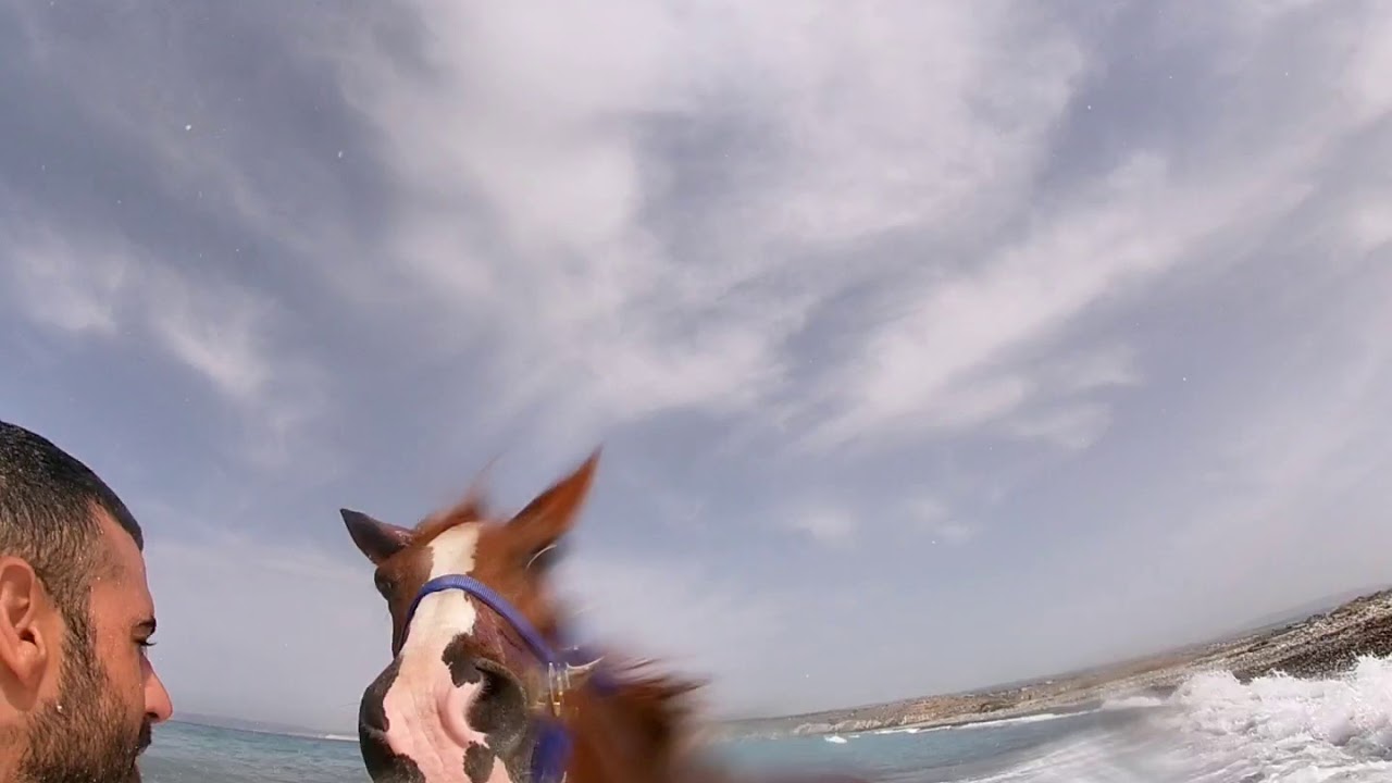 Horse swimming Cyprus (GoPro HD) - YouTube