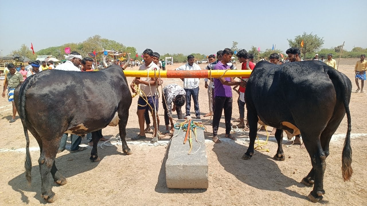 navalkal general bulls race 1va kadi sirwar raichur dist Karnataka ...