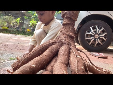 എനിക്ക് 20 kg കപ്പ തന്ന ഗ്രോബാഗ് നിറ രീതി ഇതാണ് ..variety grow bag filling for topioka.