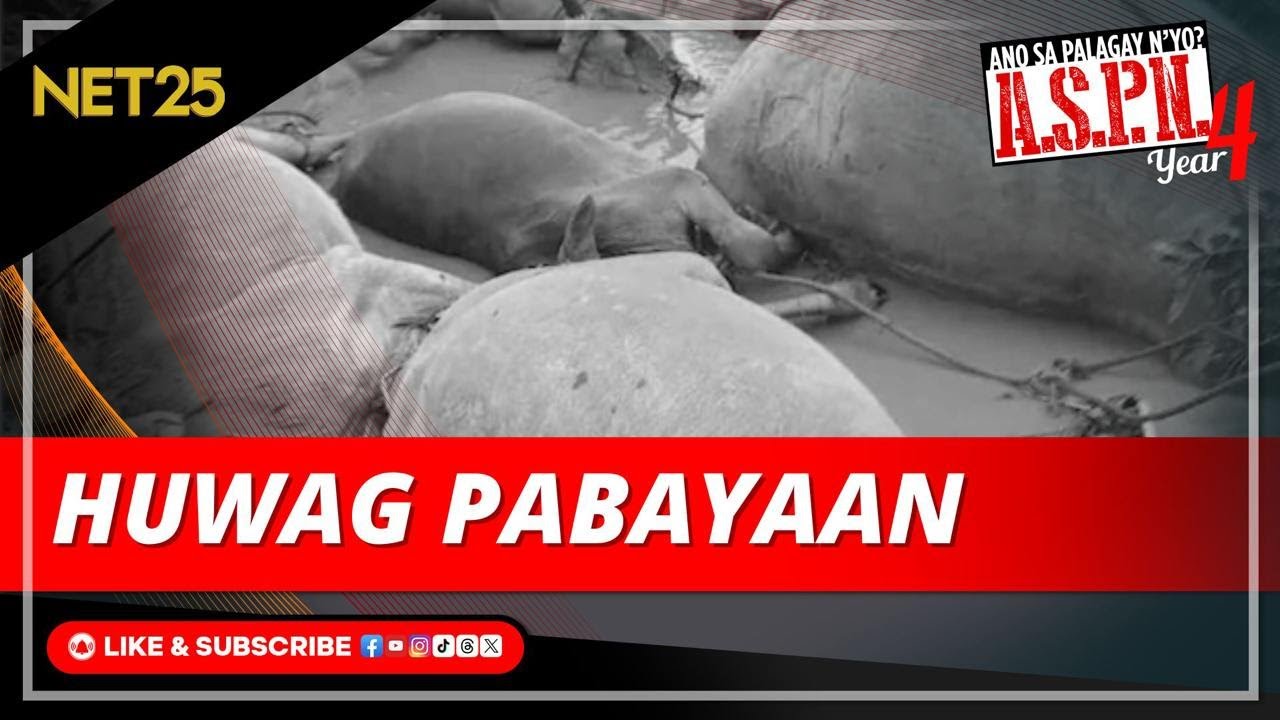 PAWS: Farm animals, huwag pabayaang mamatay | ASPN - YouTube