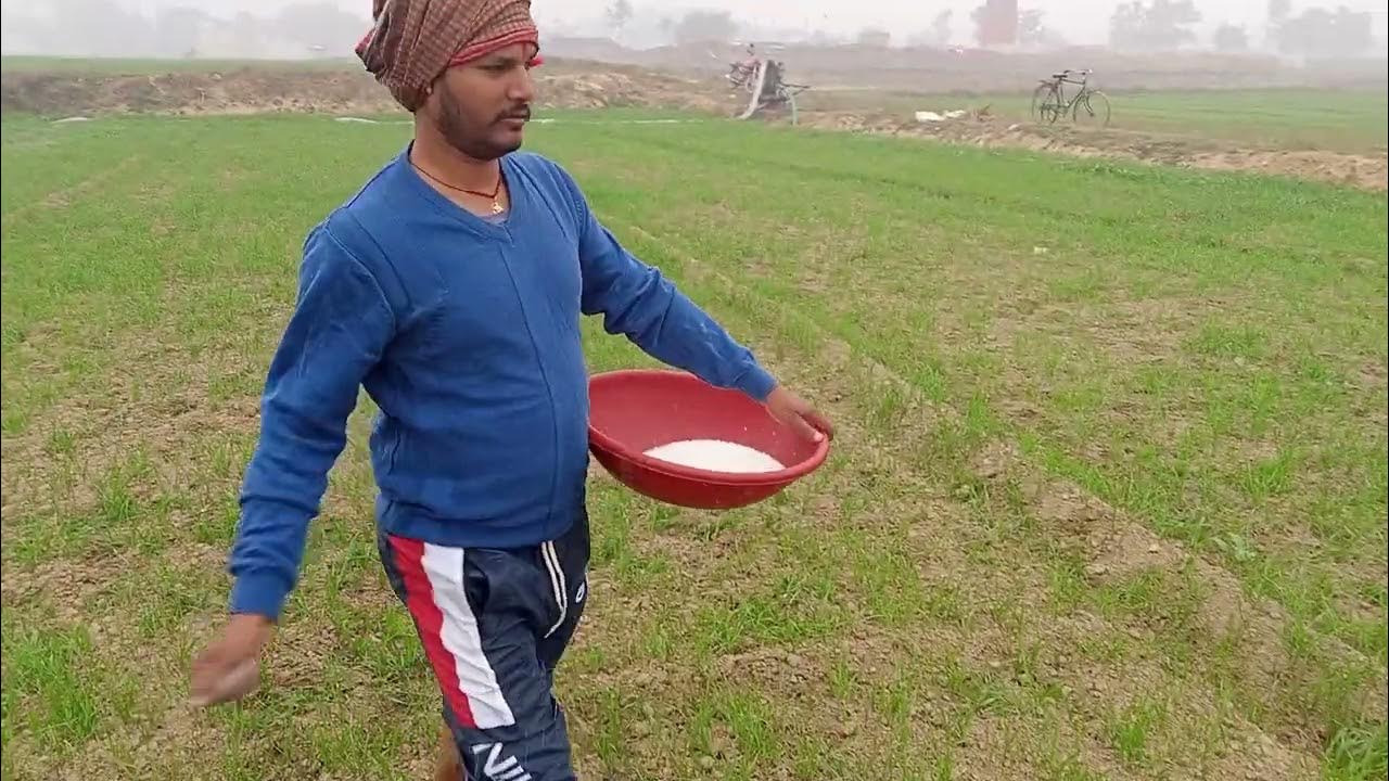 khet mein uriya khad chhedate hue Kisan - YouTube