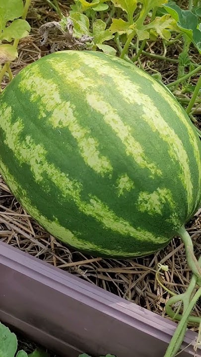 Garden-to-kitchen adventures in unity #gardentokitchen #unitygarden ...