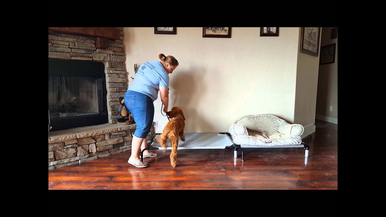 How To Teach Your Dog The Place Command - YouTube
