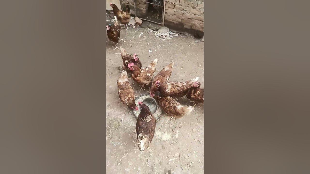 Lohman Brown Hen In Pakistan For Beginners fishing YouTube lohman-brown-hen-in-pakistan-for-beginners-fishing-youtube
