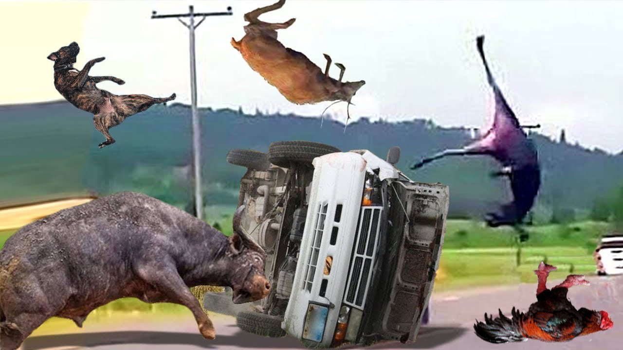 Angry Wild Animals Attack Cars Passing Through The Forest! Consequences ...