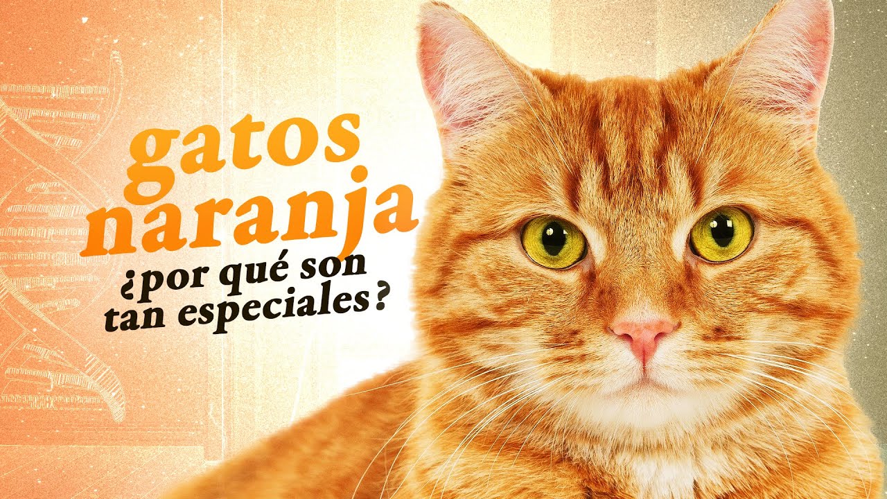 Los GATOS NARANJA son diferentes 🐈🧡 | ¿Qué dice la ciencia? 📚 - YouTube