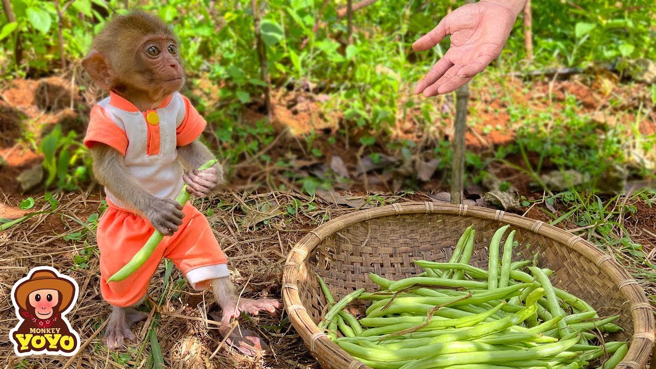 Smart monkey YiYi helps grandpa harvest string beans and go to market ...