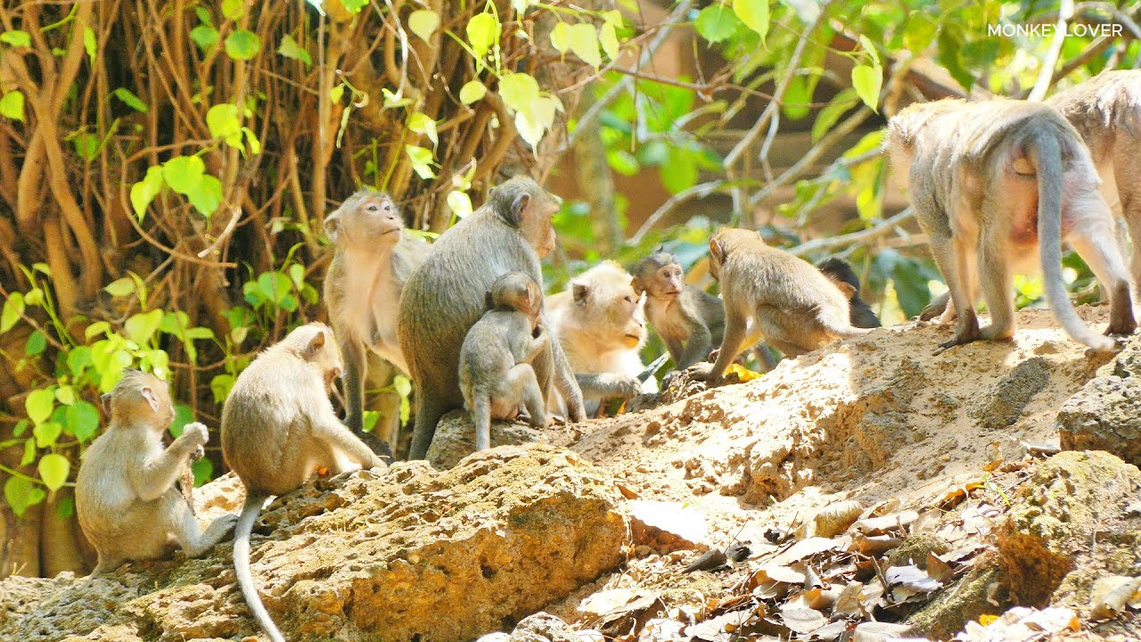 Too many monkeys ; they come and play with each other - YouTube