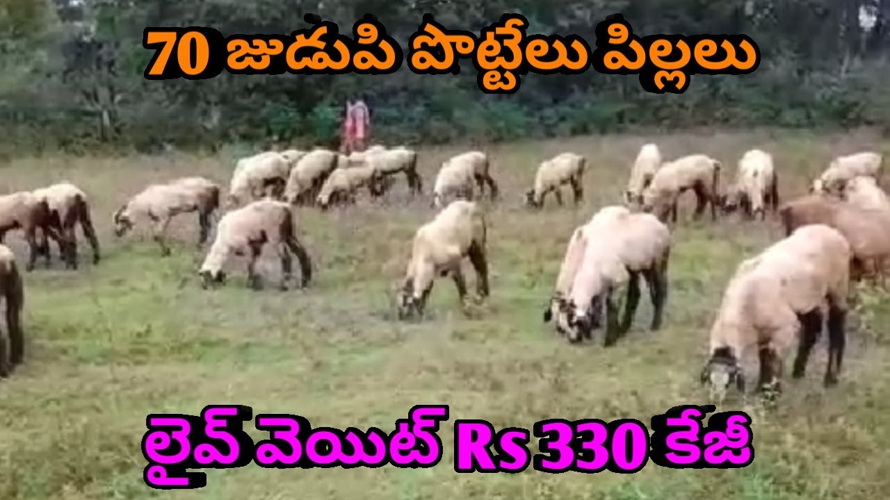 JUDUPI SHEEP RAMS SHEPPS BAKRA POTTELU 9449496894 - YouTube