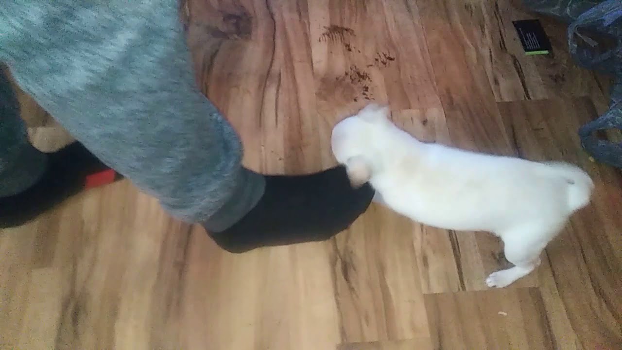 Dog chewing on Masters toes - YouTube