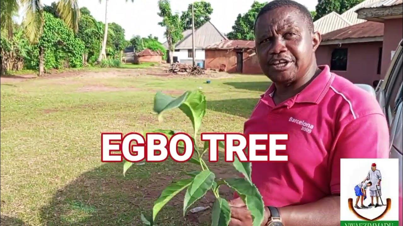 The Sacred Tree, Egbo, And The Leaf - YouTube