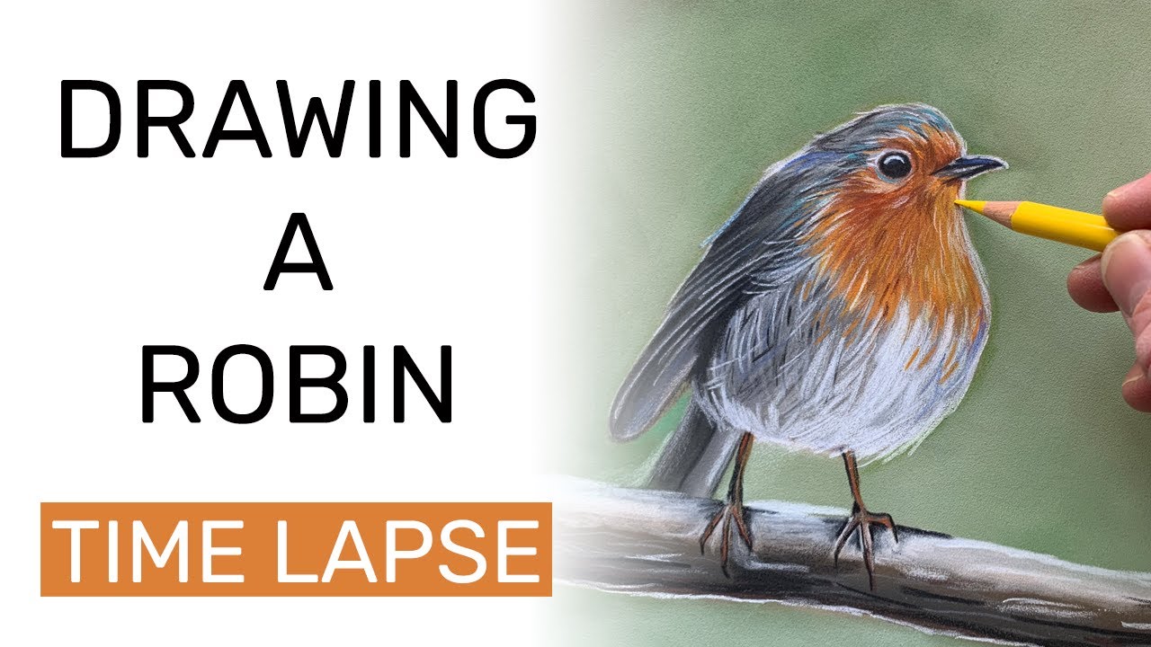 Drawing a Robin (Time Lapse) - YouTube