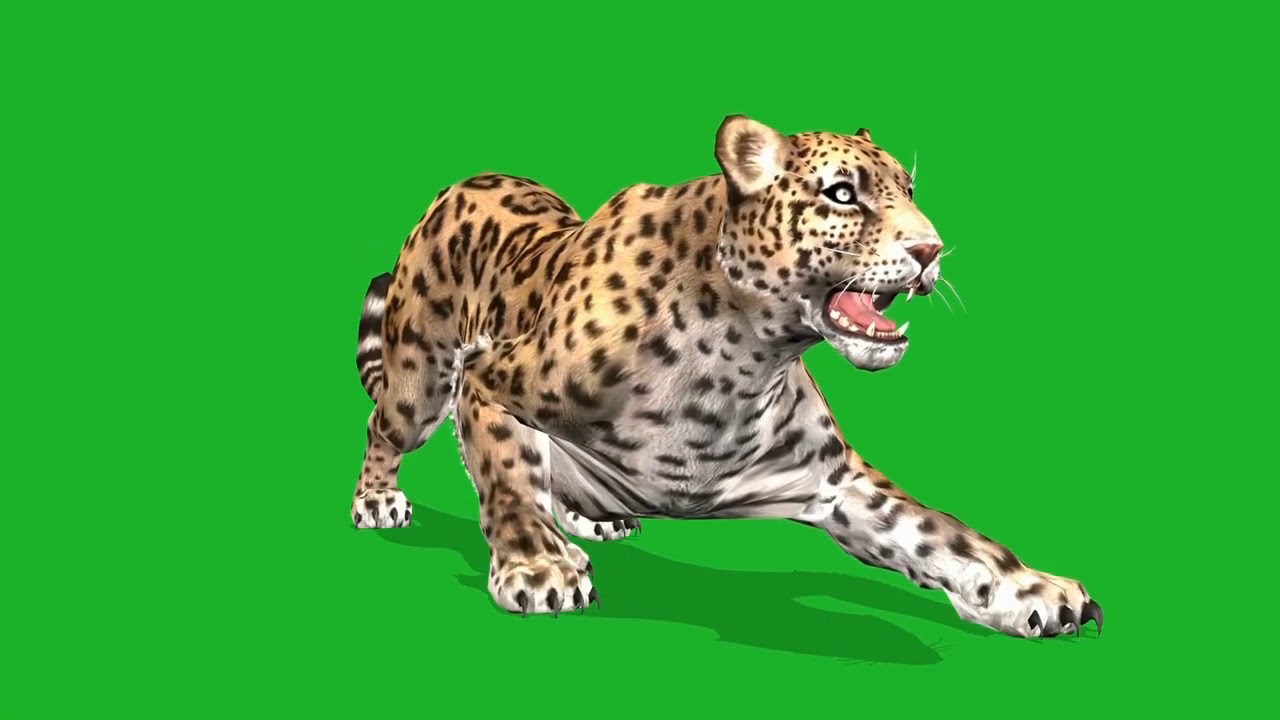 Animals Green Screen Effects - YouTube