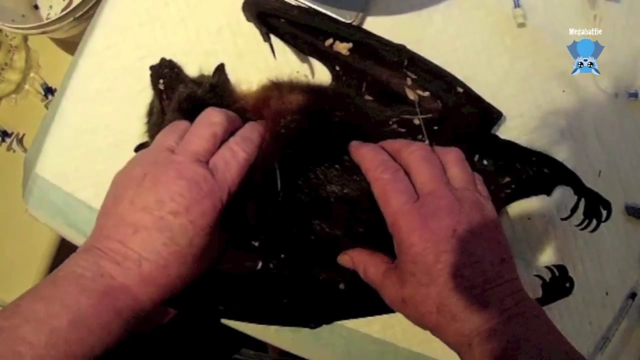 Rescuing a flying-fox with a spinal injury: this is Mr Cooke - YouTube