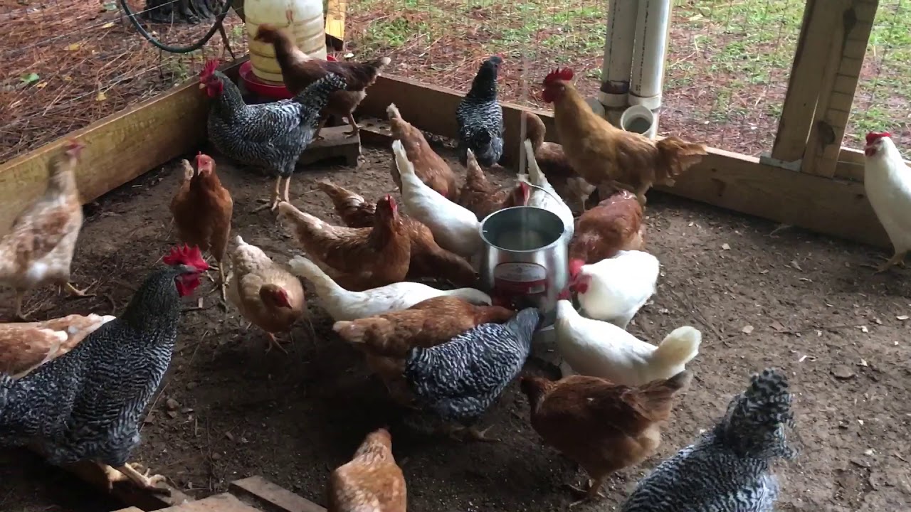 Chickens for Kids - Rooster Chase - YouTube