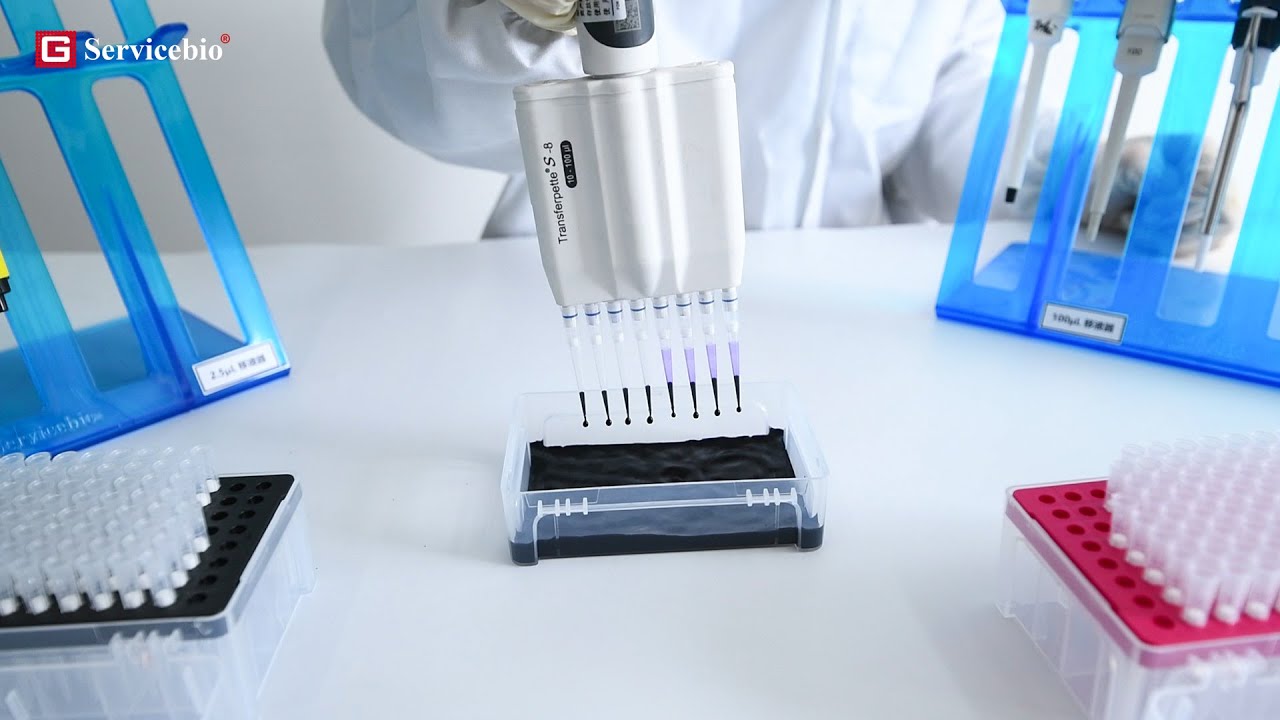 DNase RNase Free Sterile Pipette Tips with Filter - YouTube