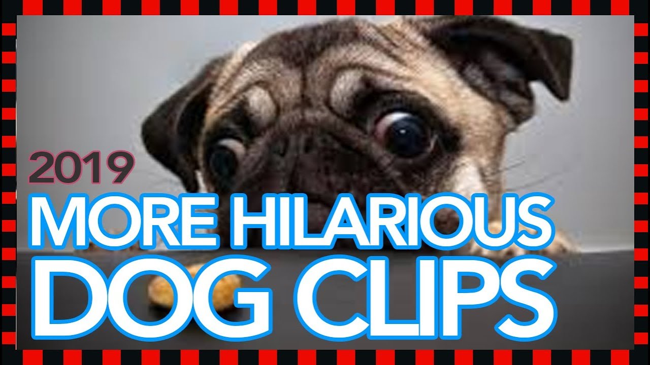 dogs doing funny things - funny dogs compilation - YouTube