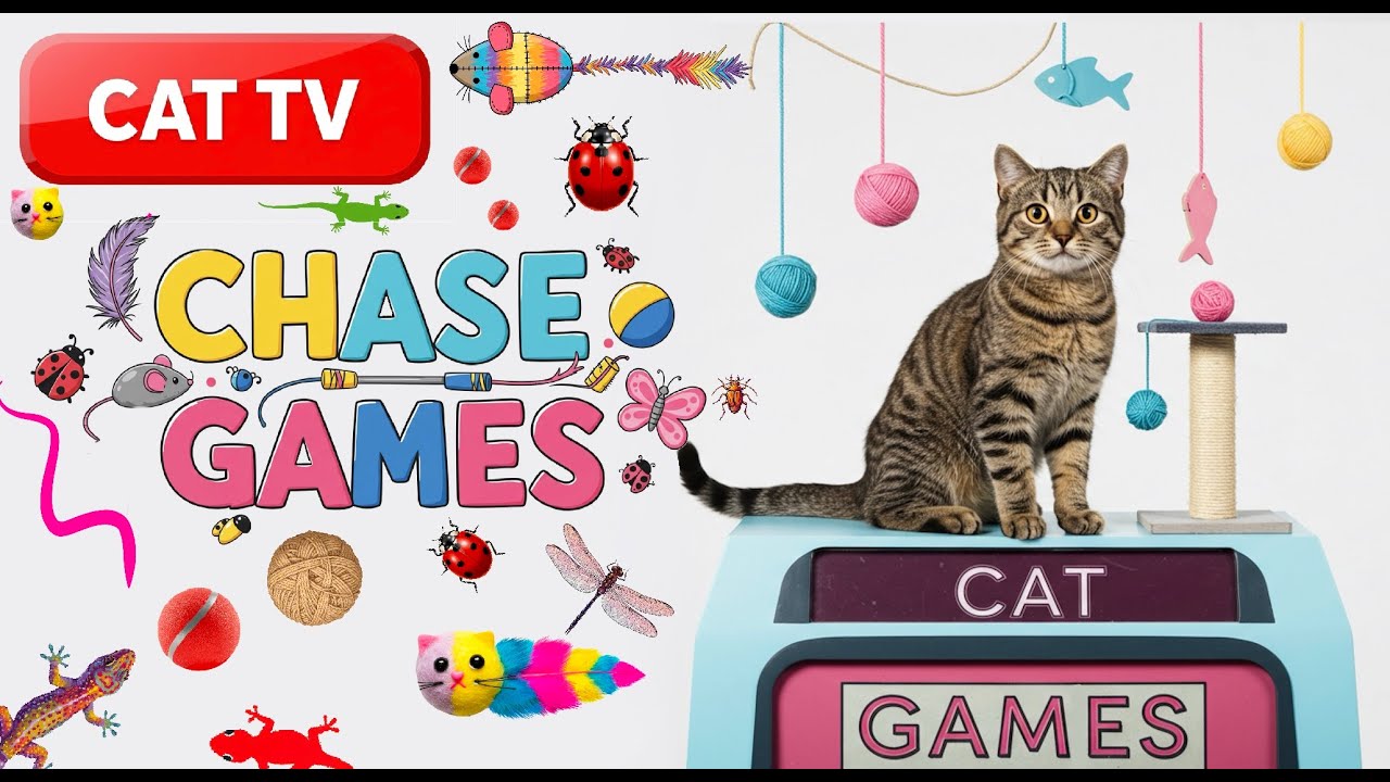 CAT TV 📺: Chase Games Compilation Vol 1: Toy, Mouse and More! 🐈🧶 Best ...