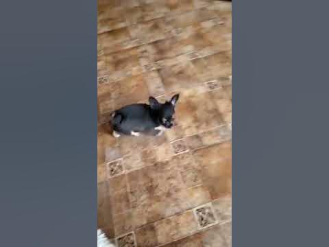 Собачка чишка - YouTube