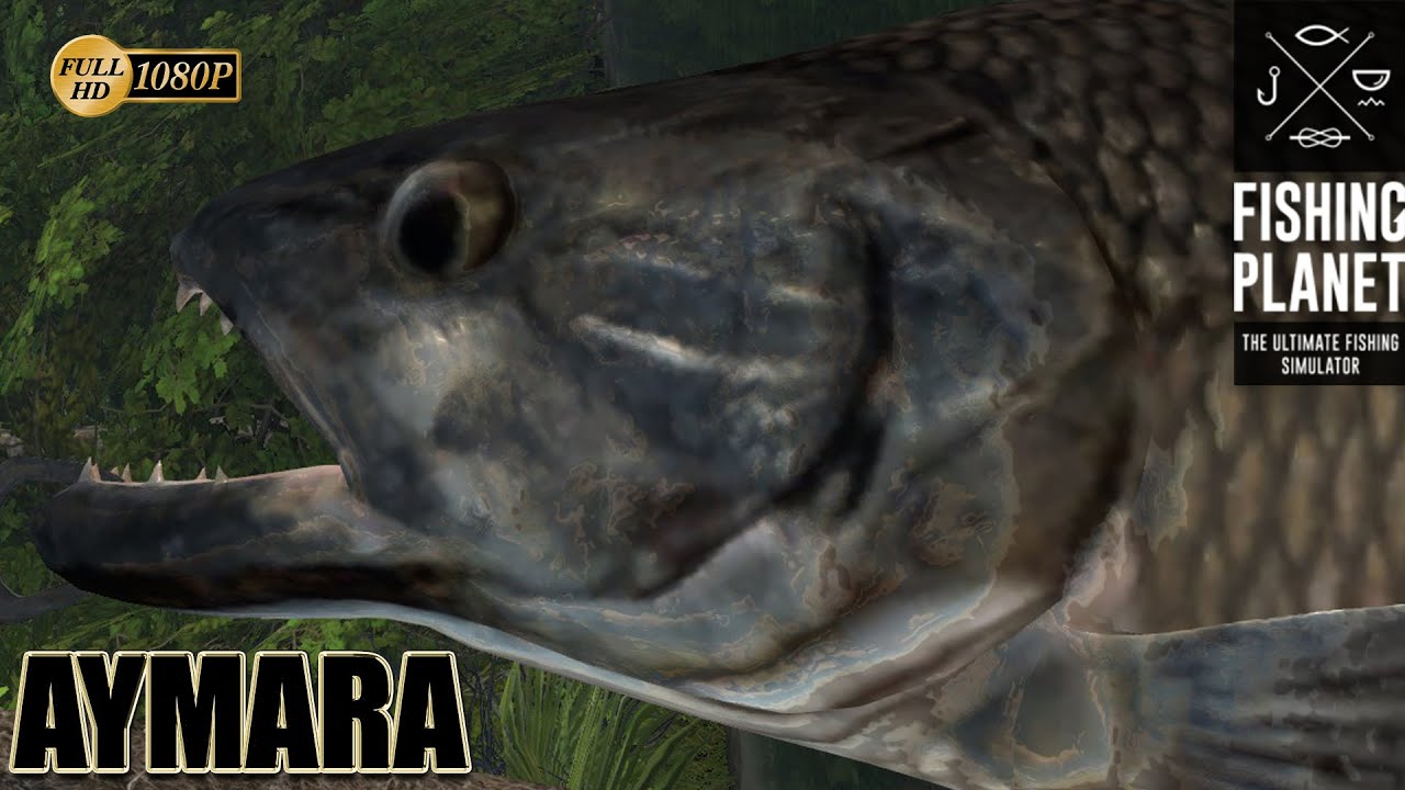 FISHING PLANET BRÉSIL #196 L'AYMARA EST LE POISSON LE PLUS PUISSANT DU ...