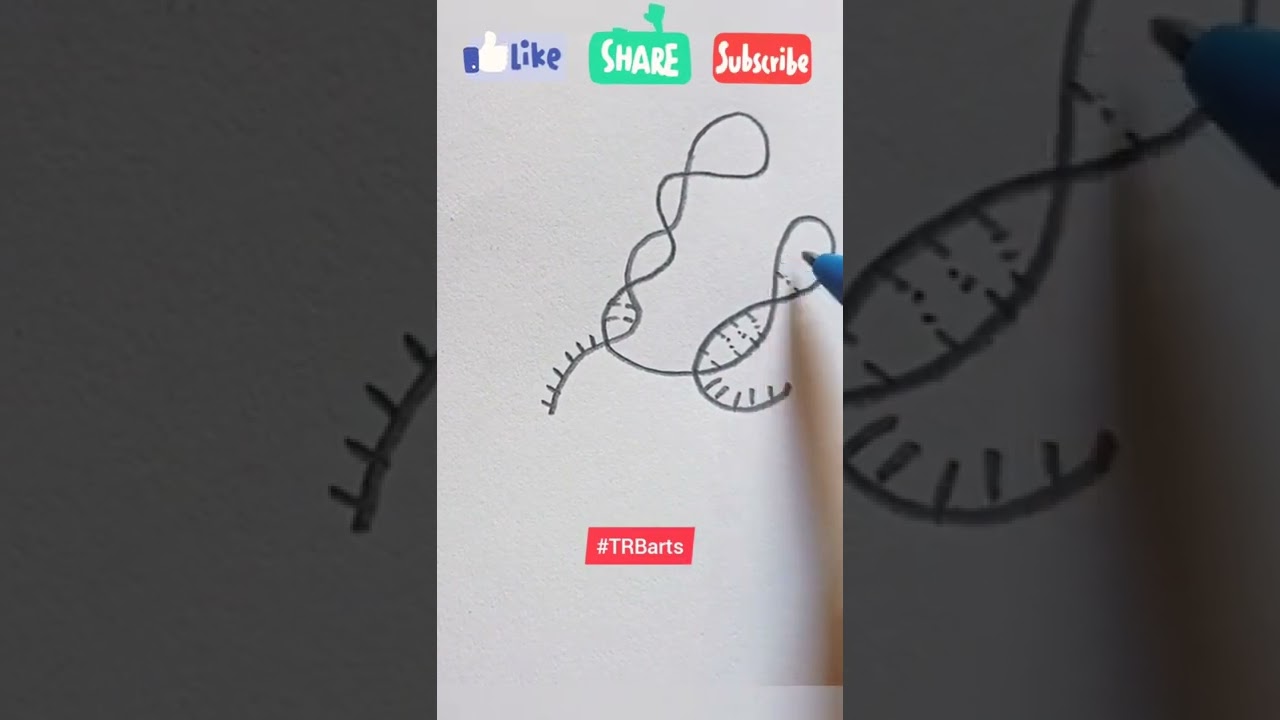 How To Draw R-rna Stand Structure And Function Step By Step Easily ...