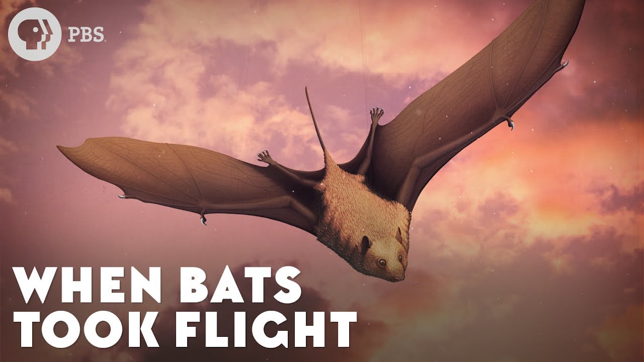 When Bats Took Flight - YouTube