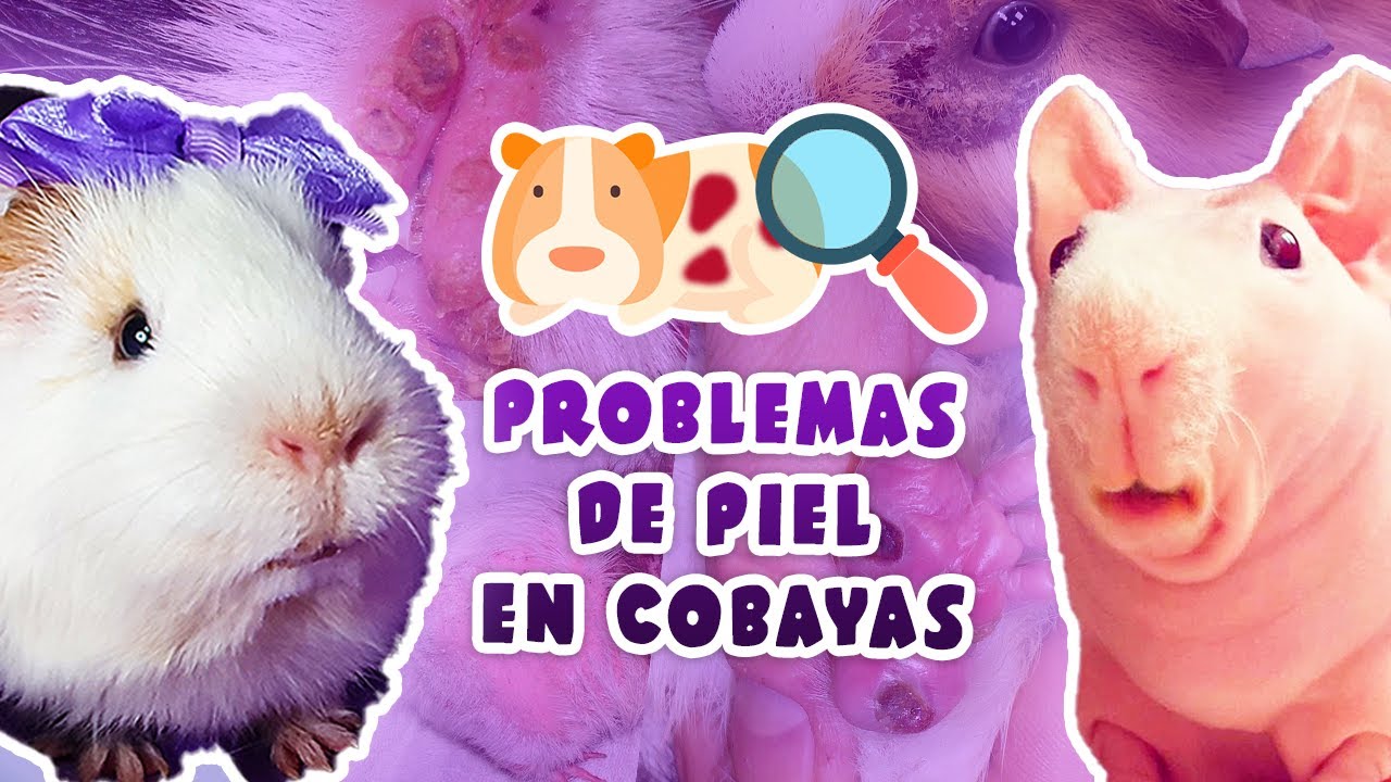 🧴 PROBLEMAS de PIEL en COBAYAS / CUYOS 🐹 Calvas, heridas, caída de pelo ...