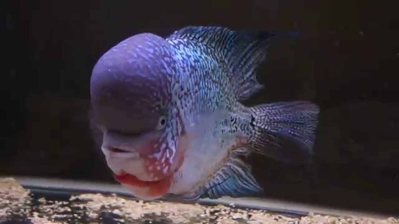 Champion King Kamfa Flowerhorn - YouTube