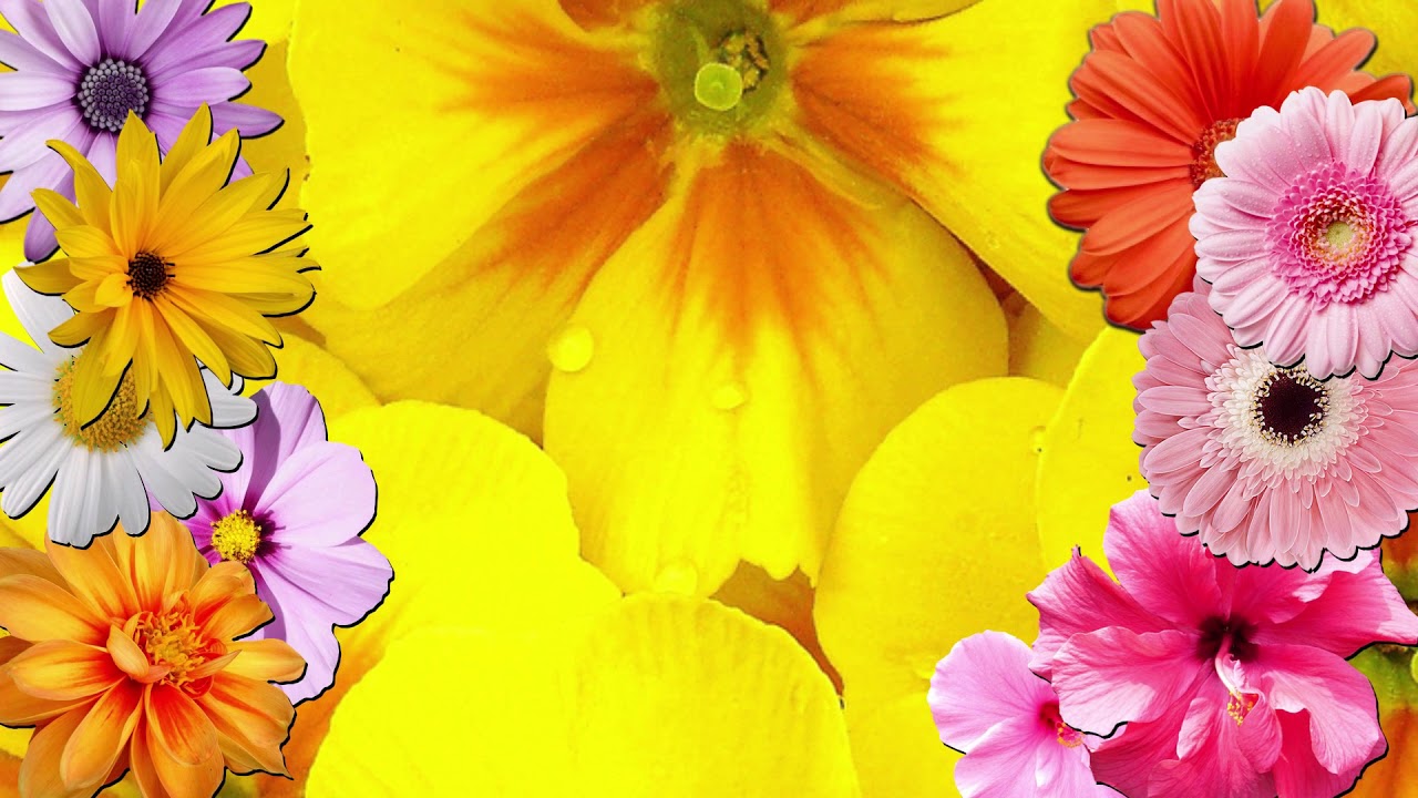 Flowers Transition Green Screen Khroma Key animation - ЦВЕТОЧНЫЙ ...