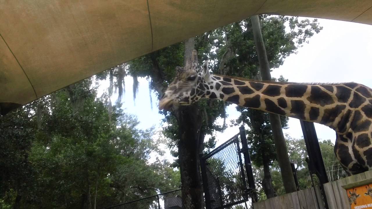Feeding Giraffe, Central Florida Zoo, Sanford, Florida - YouTube