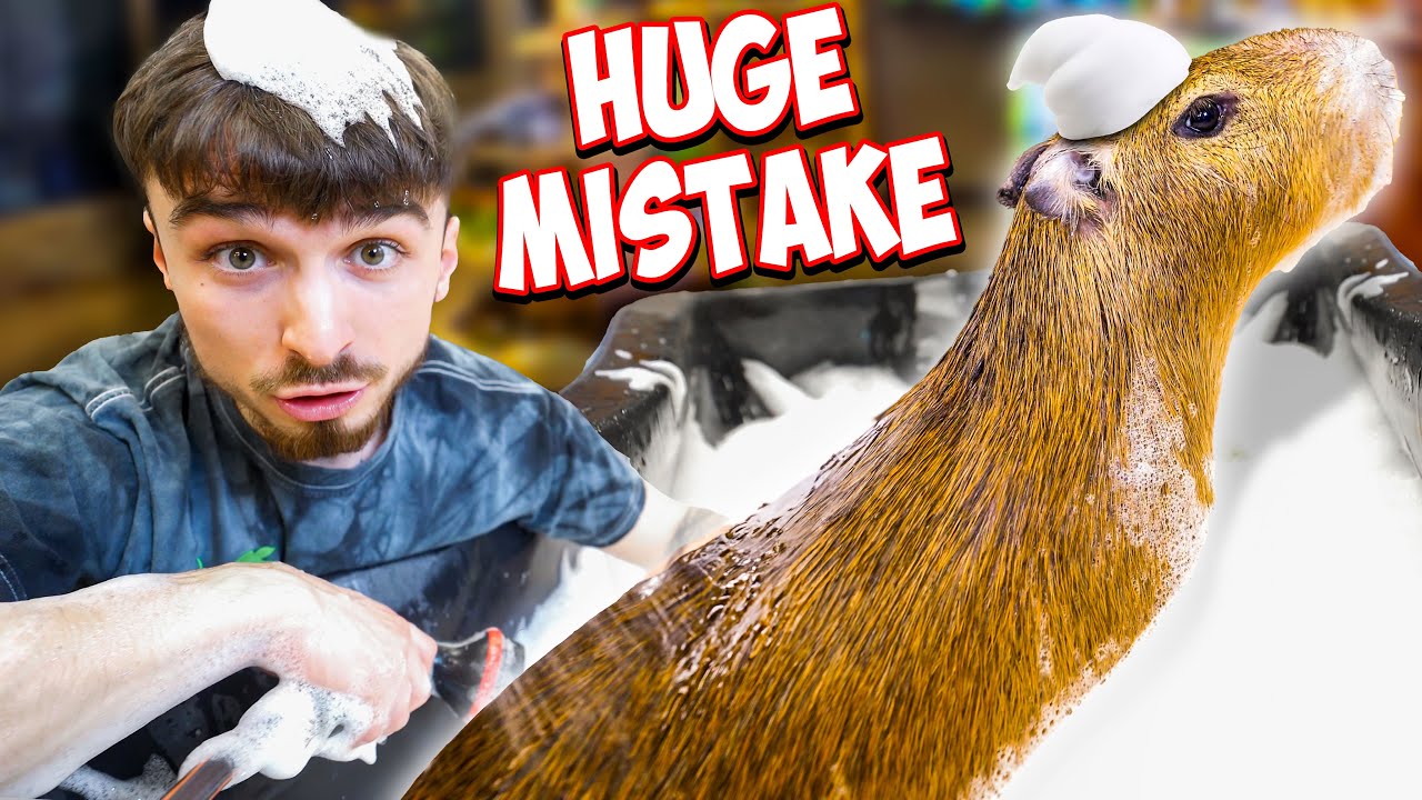 Giving Our Capybara A Bath! - YouTube